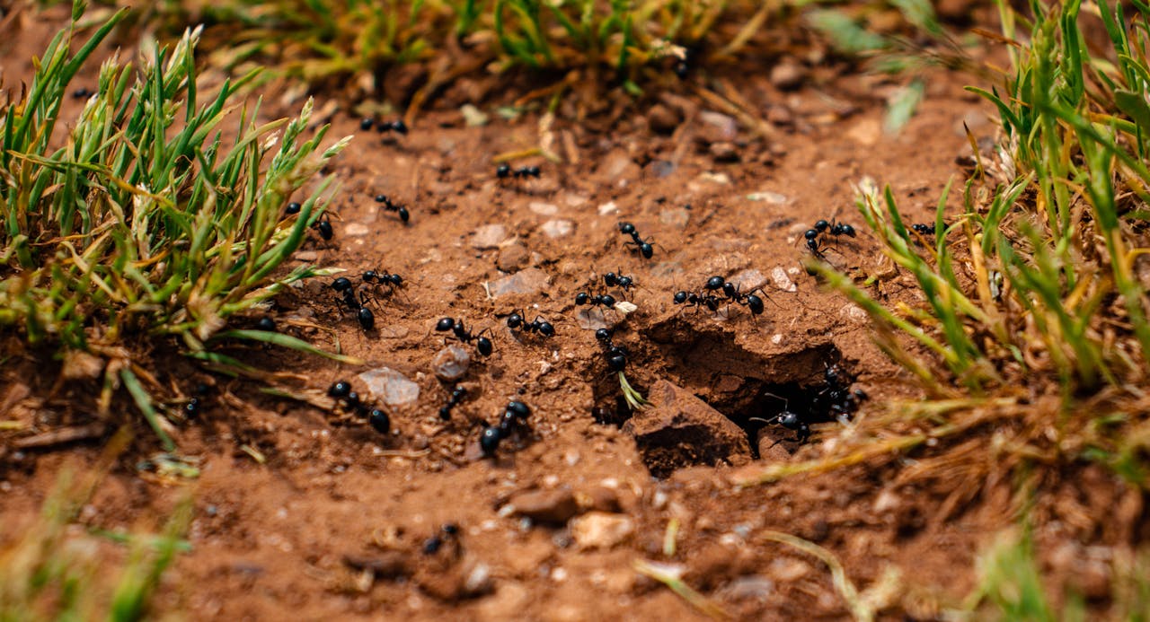 Most Common Pests on Golf Courses and How to Deal With Them